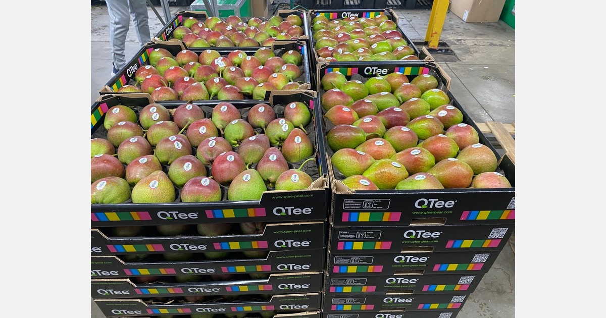 "Eerste jaar dat we serieuze volumes biologische Qtee-peren kunnen ...