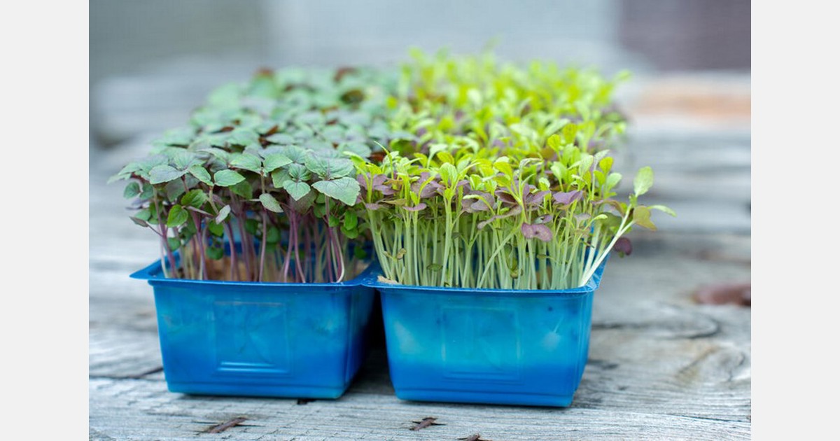 Koppert Cress introduceert twee nieuwe cressen