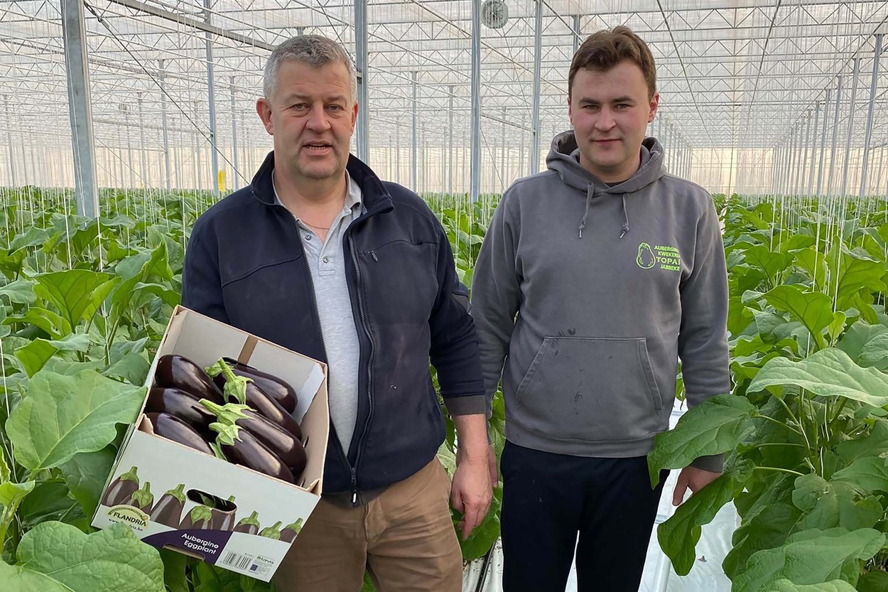 Eerste Belgische aubergines van 2025 geveild bij BelOrta