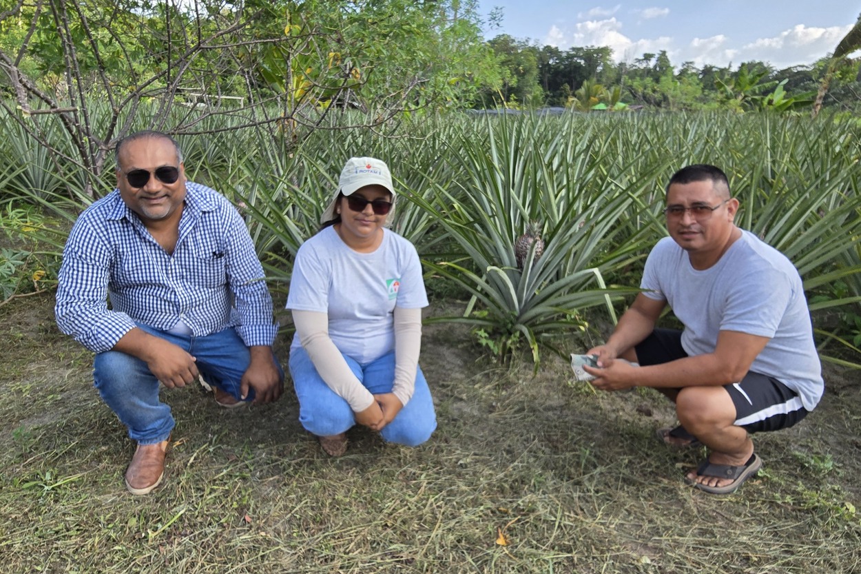 Biologische ananas uit Suriname klaar voor internationale markt