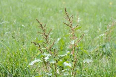 "Met zoveel mogelijk mensen ridderzuring te lijf"