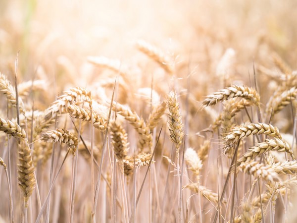 Zwitsers bio-label geldt bij uitzondering deels ook voor Europees tarwe