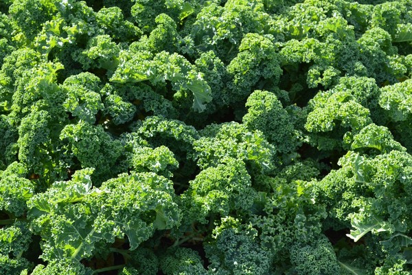 Schapen in rotatieplan, complete slarange met Knox en proef met High ...