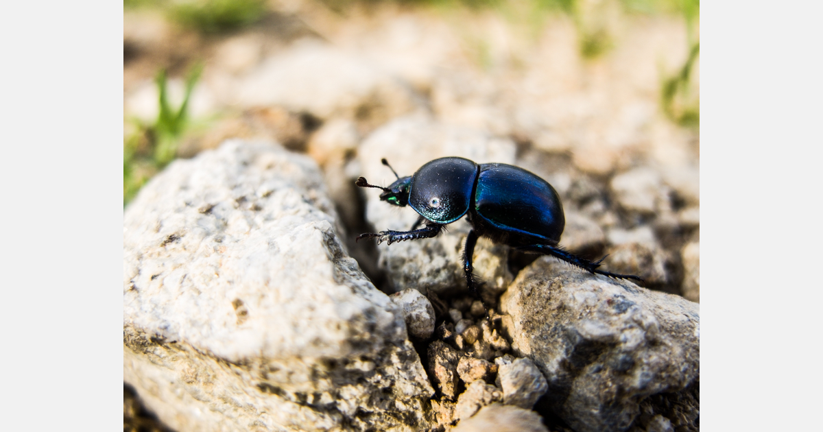 Zelfs de mestkever heeft te lijden onder gewasbeschermingsmiddelen
