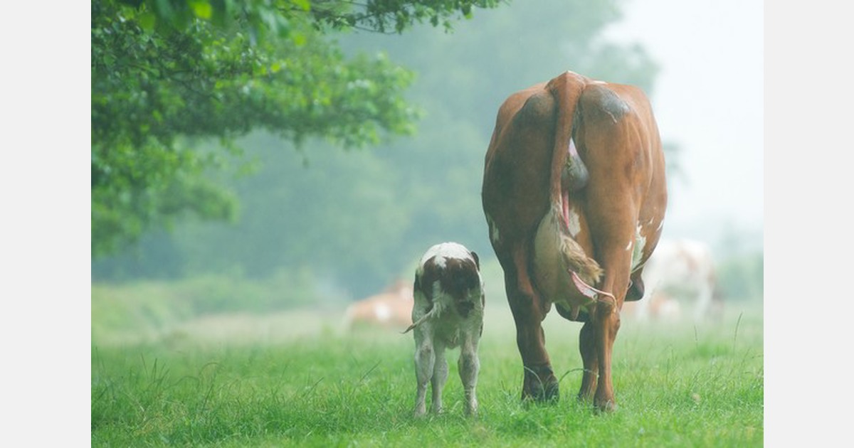 De voordelen van kalfjes bij de koe houden