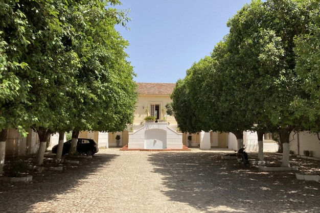 "Tunesië bakermat van de beschreven wijnproductie"