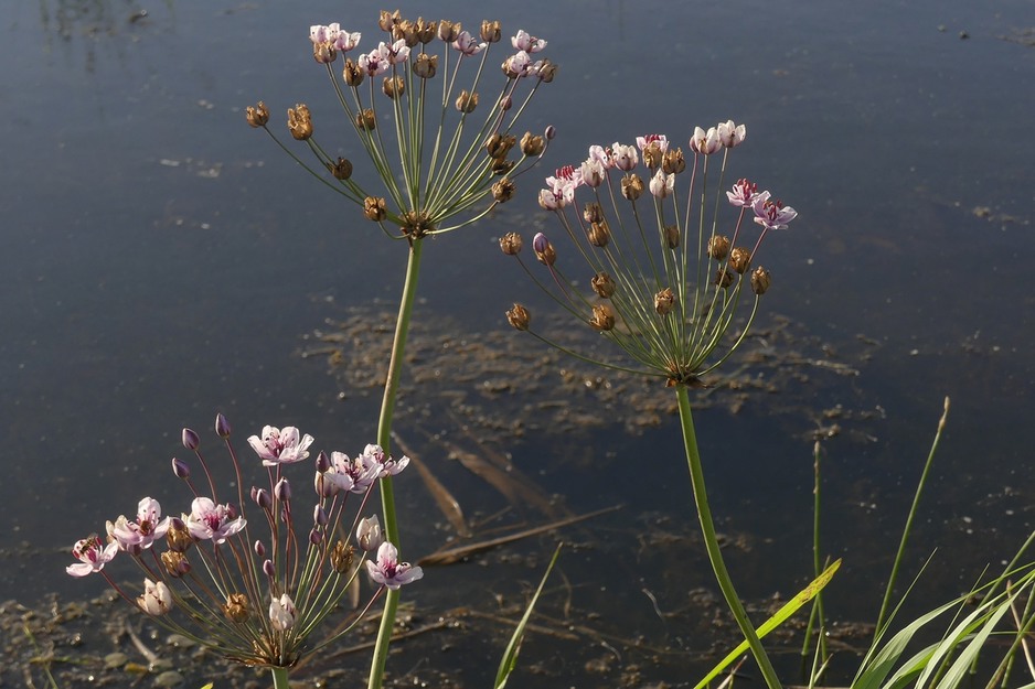 Wat groeit er in en om de sloot? En wat levert greppelinfiltratie op?
