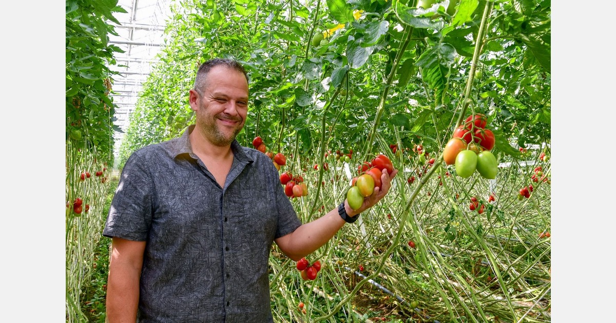 Nieuwe bio-tomaat slaat aan, opschaling volgend jaar
