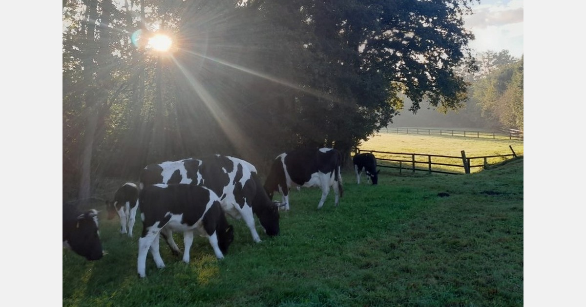 Nieuwe campagne wil 1001 hectare bomen planten bij boeren