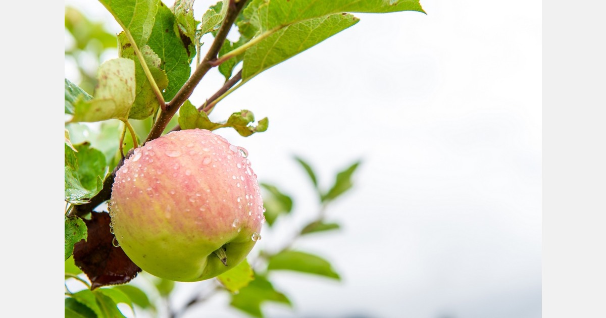 NFO zet in op vrijstelling voor Raptol en Curatio in bio-teelt