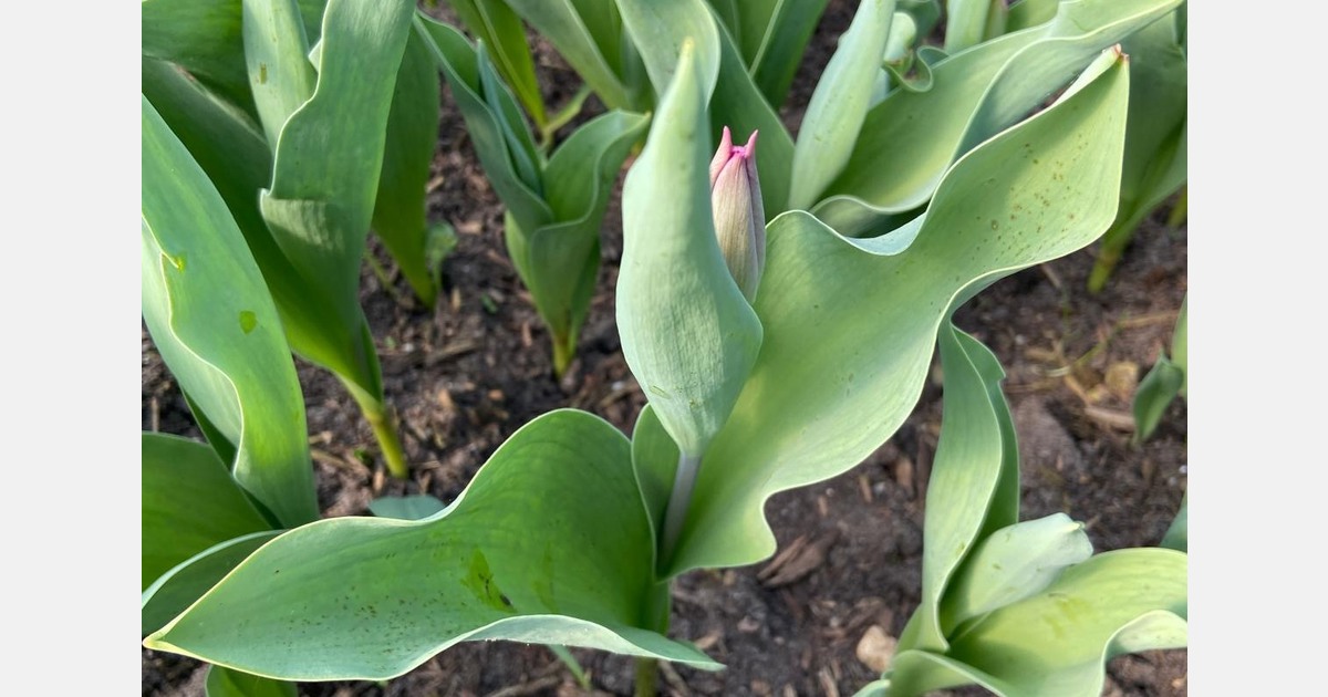 Biologische Sierteelt Nederland en Wilderful luiden met de eerste bio ...