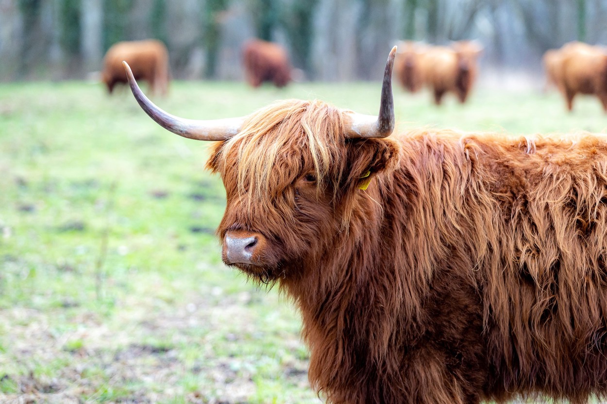 "Ons vlees mag biologisch worden verkocht, maar geen biologische slager ...
