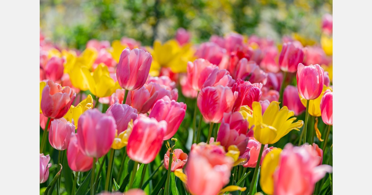 Dolf Jansen trekt zich terug van tulpenfestival vanwege niet-biologische tulpen