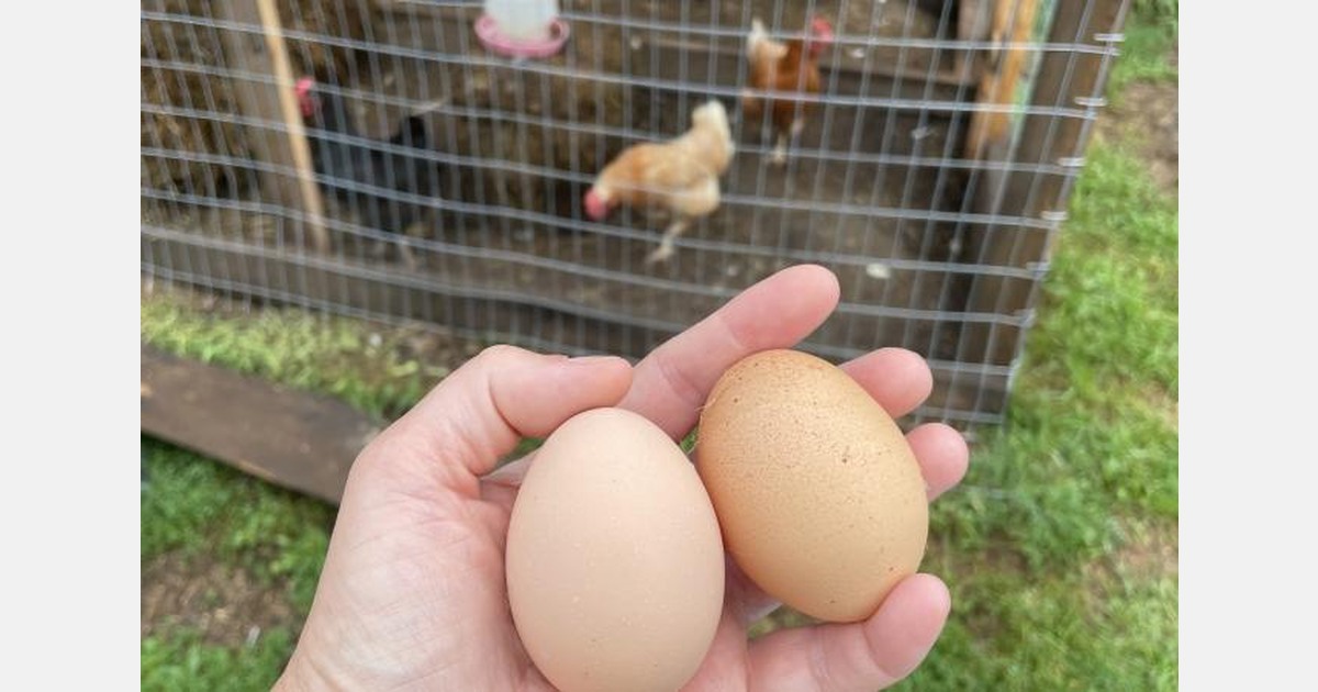 "Eieren van hobby-kippen mogelijk schadelijk vanwege PFAS"
