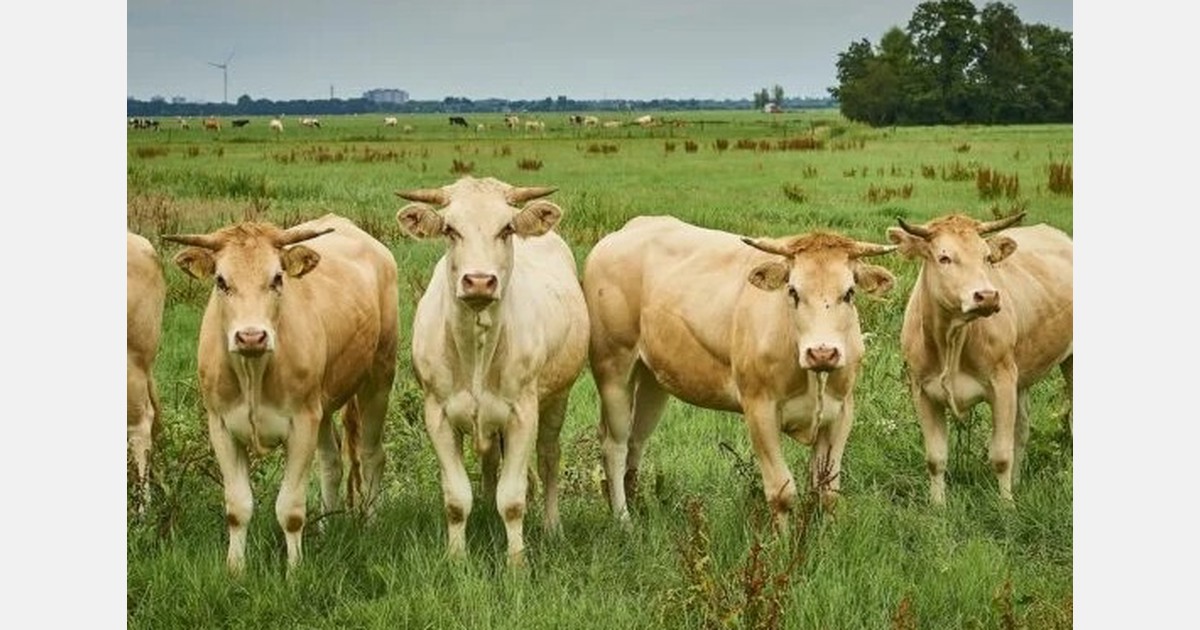 Besmettingen van Lumpy Skin Disease in Italië en Frankrijk