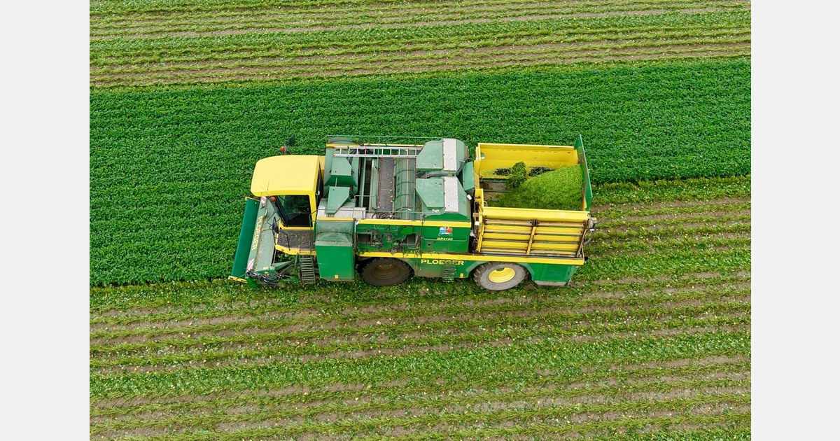 “We borgen continuïteit en kwaliteit in biologische sperziebonenoogst”