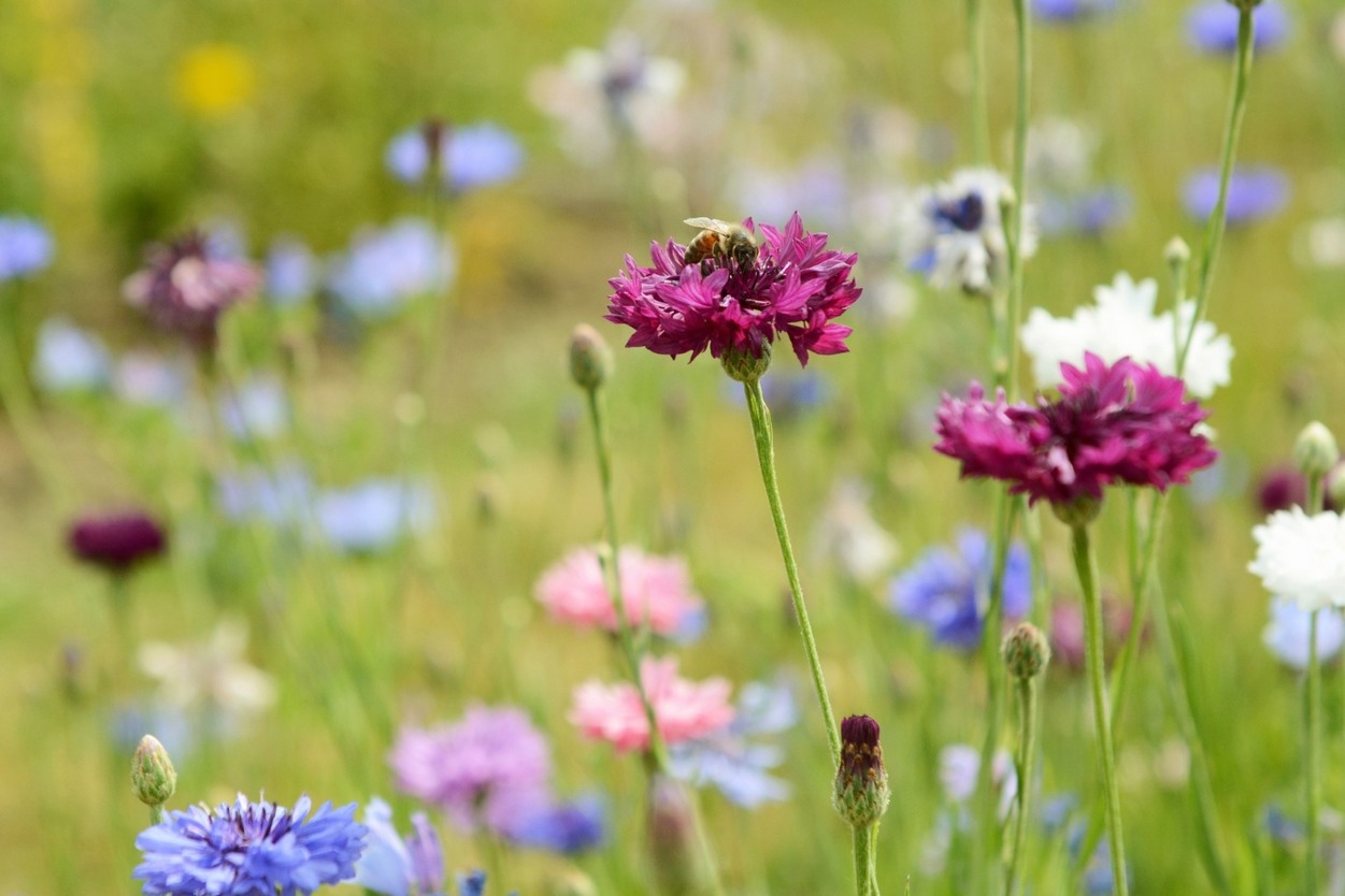 "Zet de stap naar het geven van biologische bloemen"
