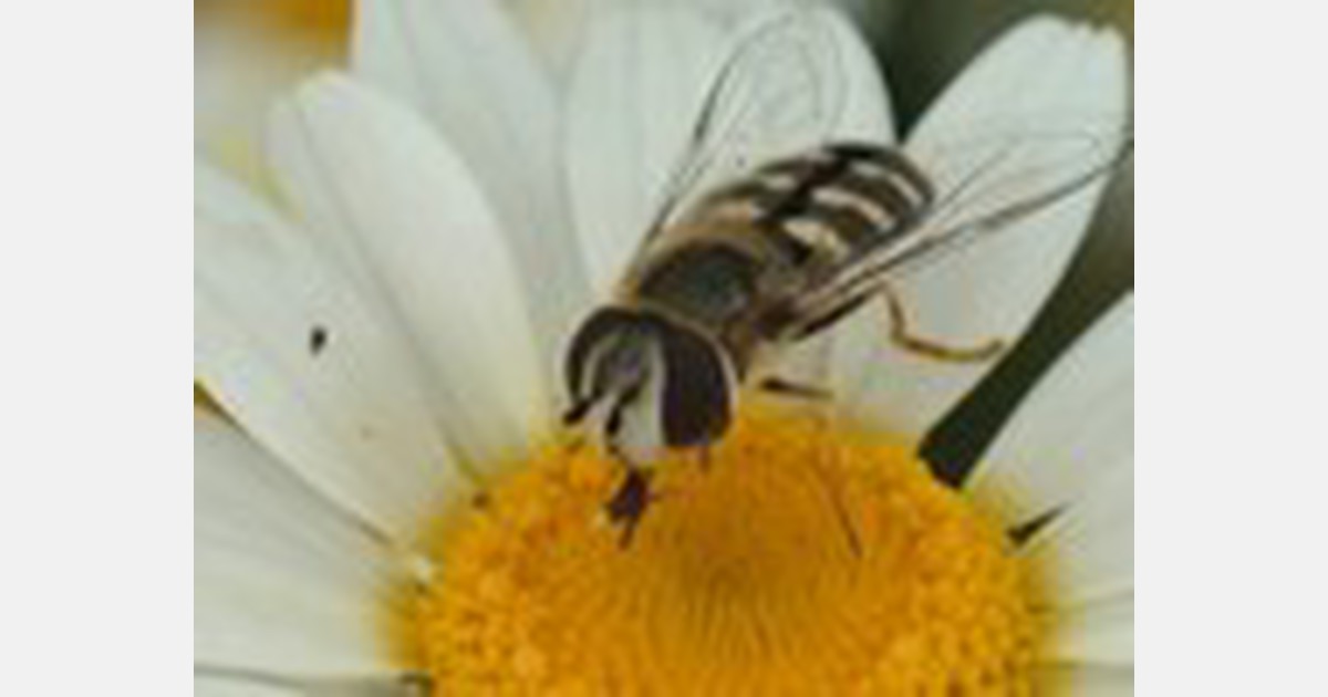 Onderzoekers: "Natuurlijke vijand van insectenplaag maakt chemische ...